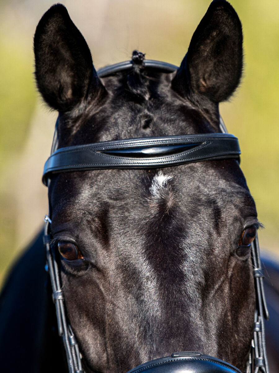 Build Your Own Custom Horse Bridle - Equiline