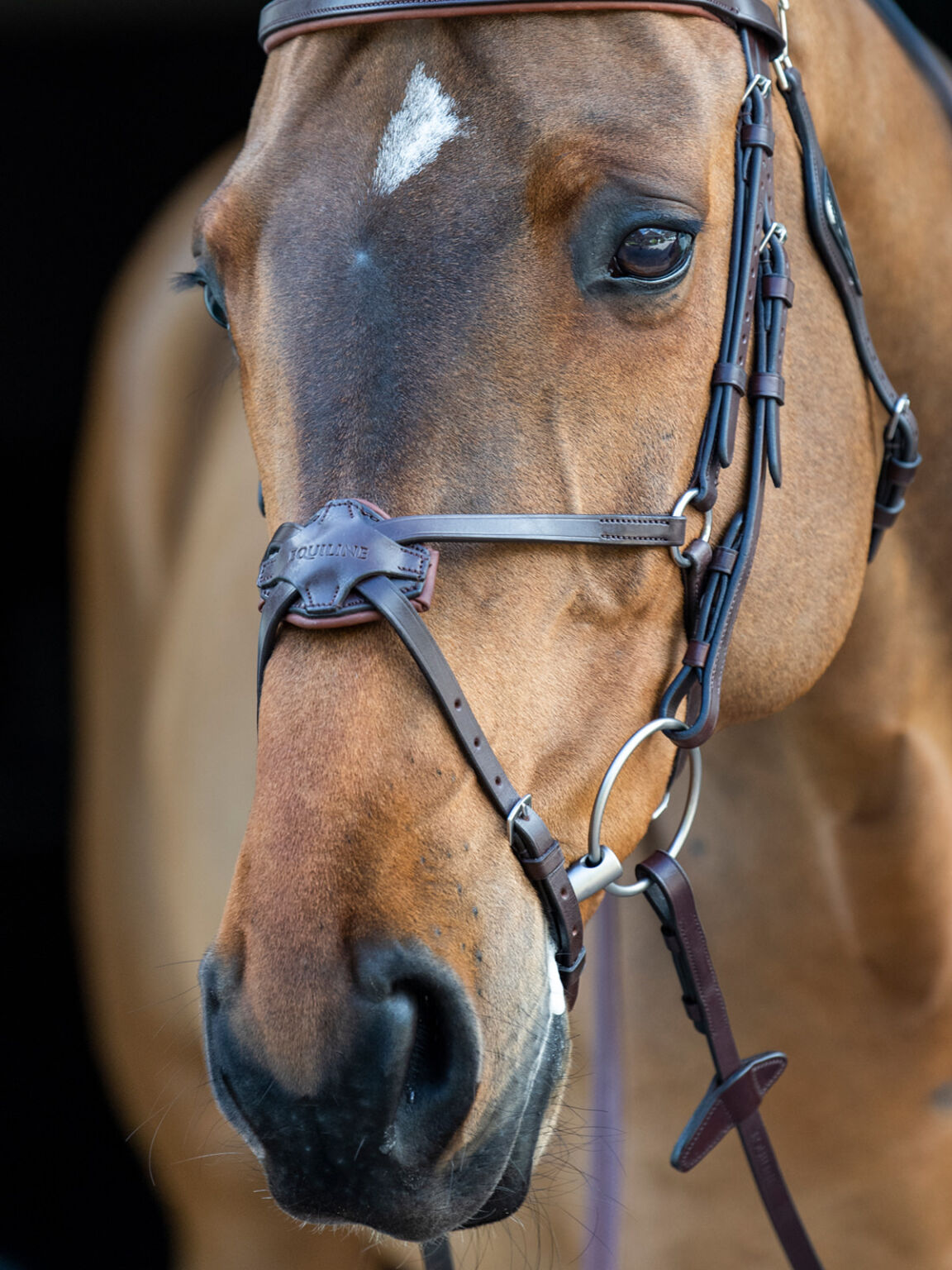 Build Your Own Custom Horse Bridle - Equiline