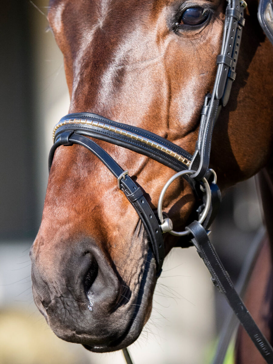 Gold Clincher Flash Noseband for Horses- Equiline